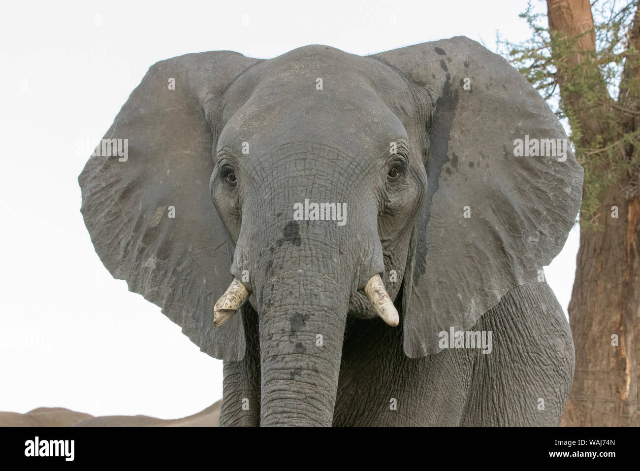 Elephant Front Face High Resolution Stock Photography and Images - Alamy