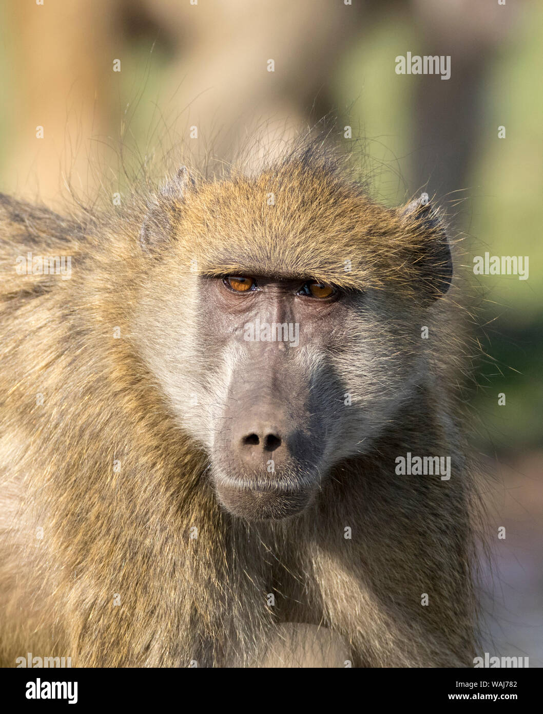 Baboon face hi-res stock photography and images - Alamy