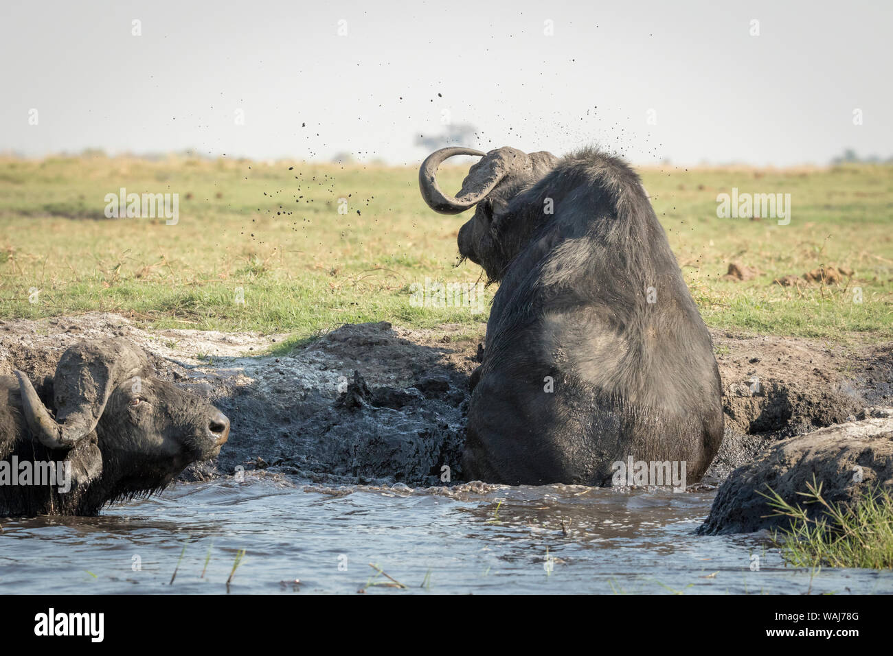 Africa botswana chobe national park cape buffalo hi-res stock ...