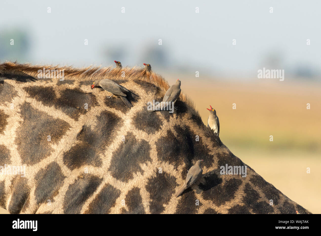 Birds of chobe national park hi-res stock photography and images - Alamy
