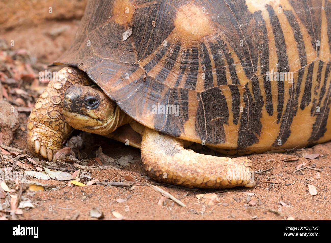 Africa, Madagascar, Berenty Reserve, radiated tortoise (Astrochelys ...