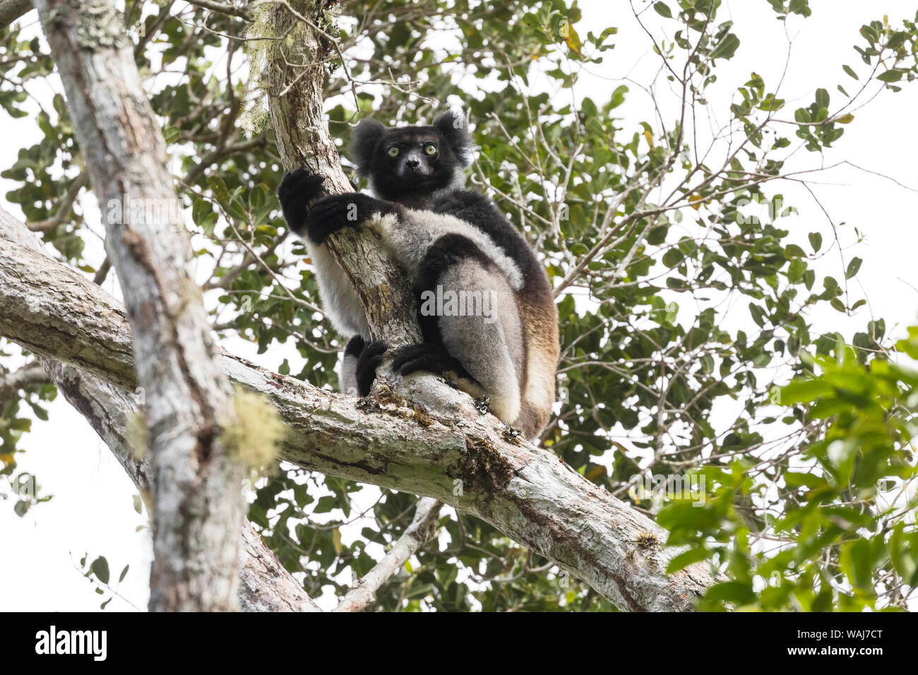 Andasibe mantadia national park hi-res stock photography and images - Alamy