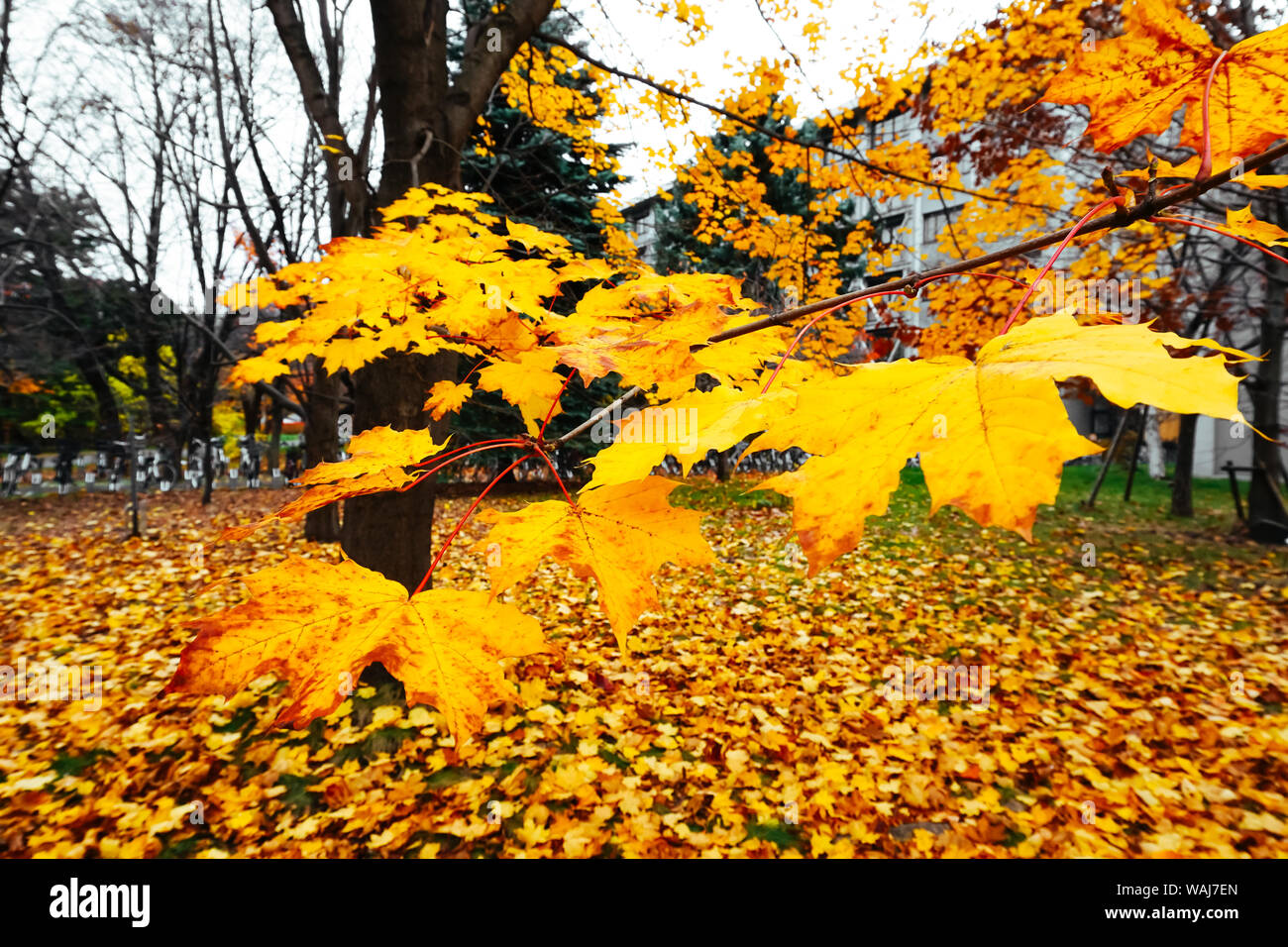 Autumn season colorful of tree and leaves in Japan Stock Photo - Alamy