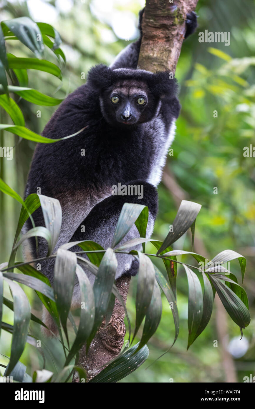 Indri hi-res stock photography and images - Alamy
