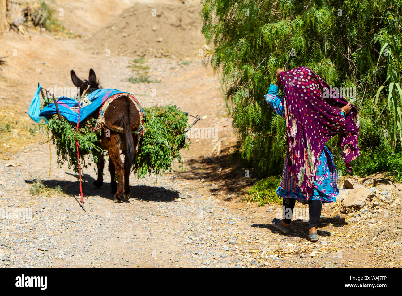 Donkey load hi-res stock photography and images - Alamy