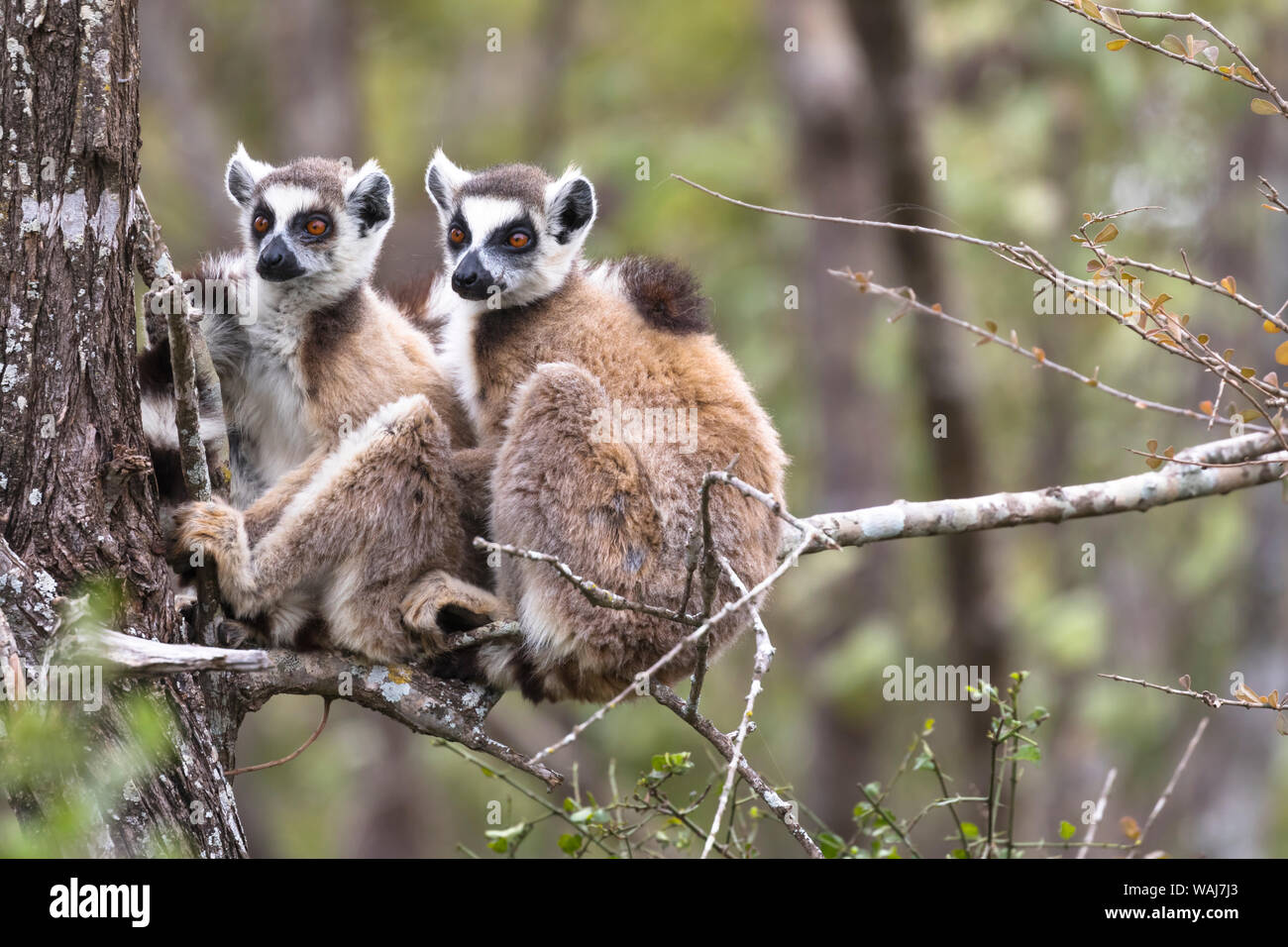 Lemurs Couple High Resolution Stock Photography and Images - Alamy