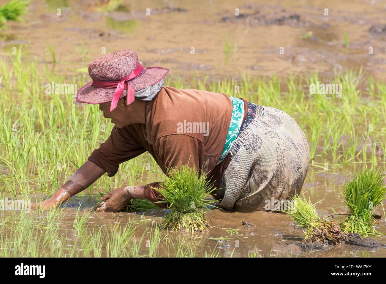 Muddy rice field hi-res stock photography and images - Alamy