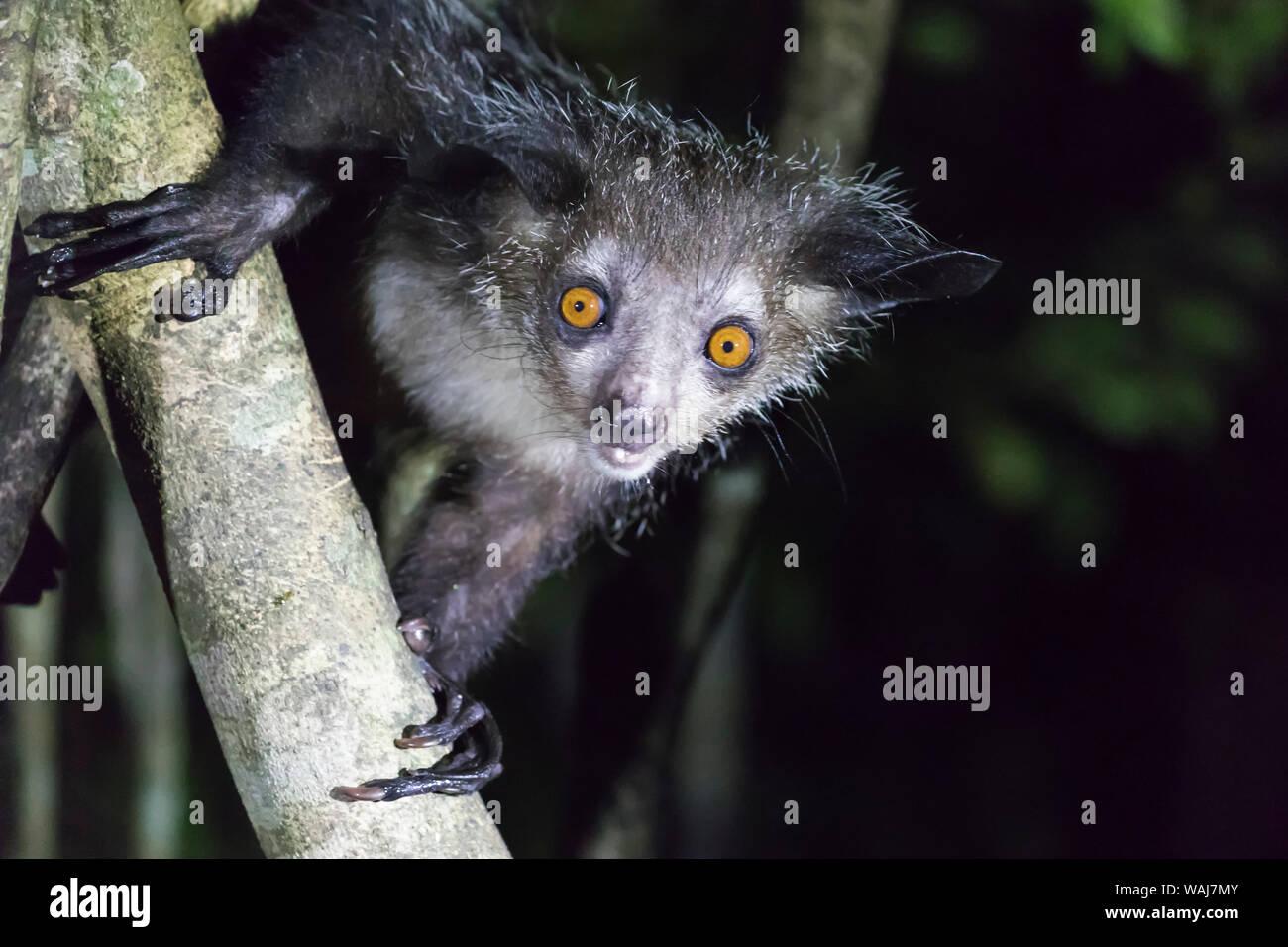 Africa, Madagascar, Ile Roger. Portrait of an aye-aye on a tree trunk ...