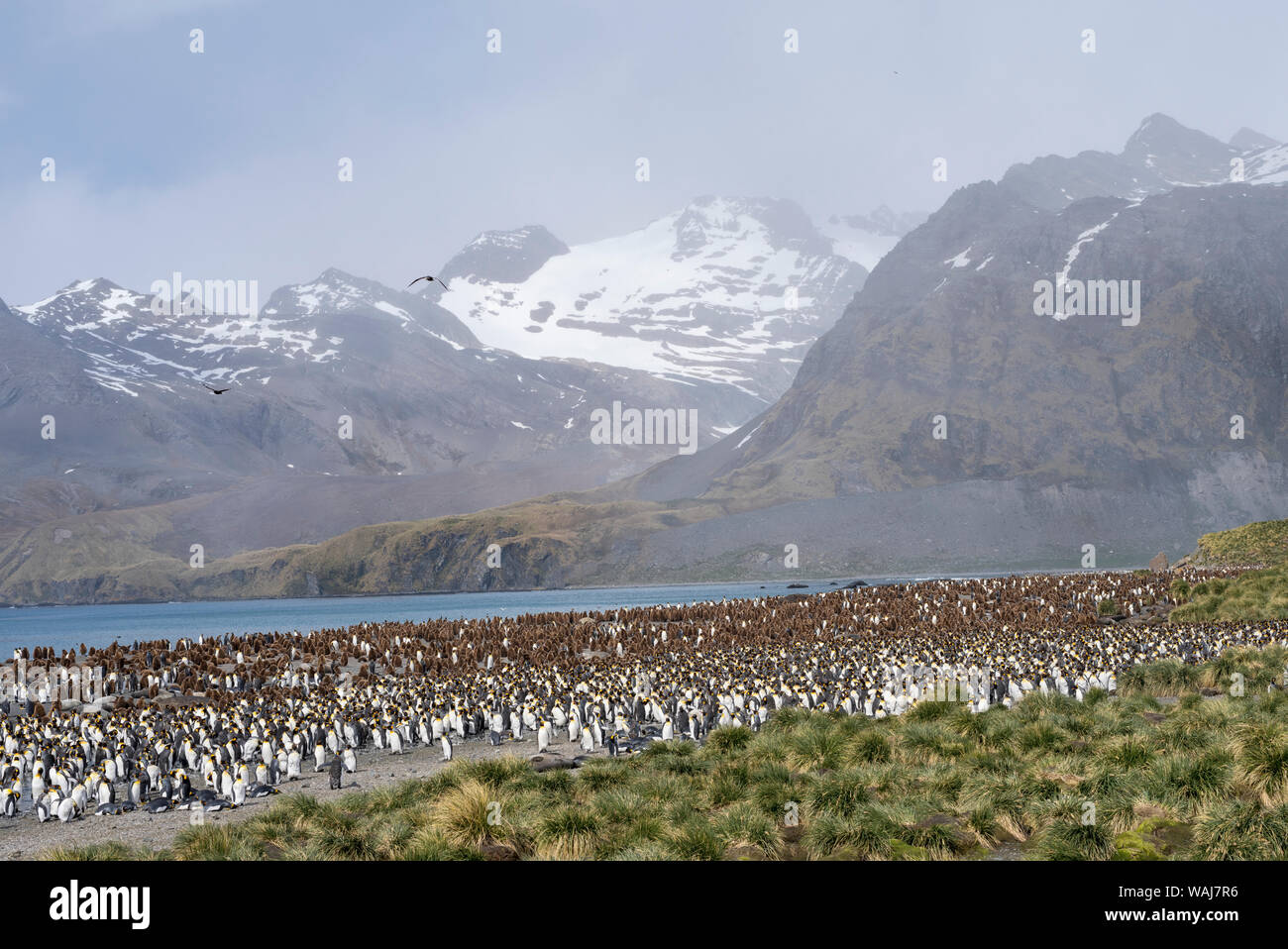 King Penguin (Aptenodytes patagonicus) on the island of South Georgia ...