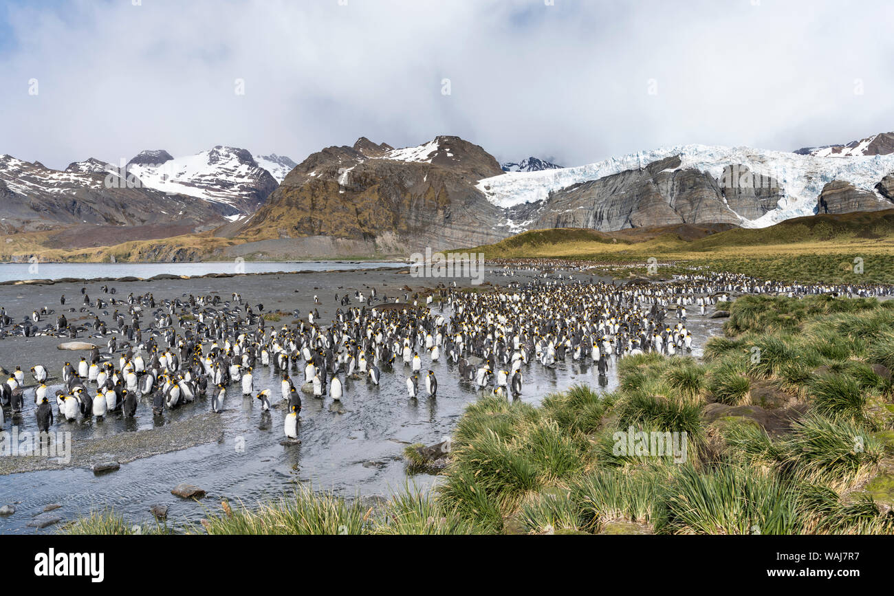 King Penguin (Aptenodytes patagonicus) on the island of South Georgia ...