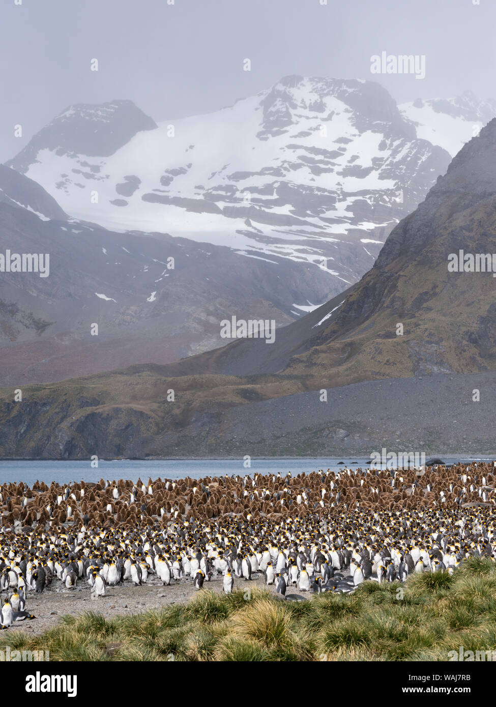 King Penguin (Aptenodytes patagonicus) on the island of South Georgia ...