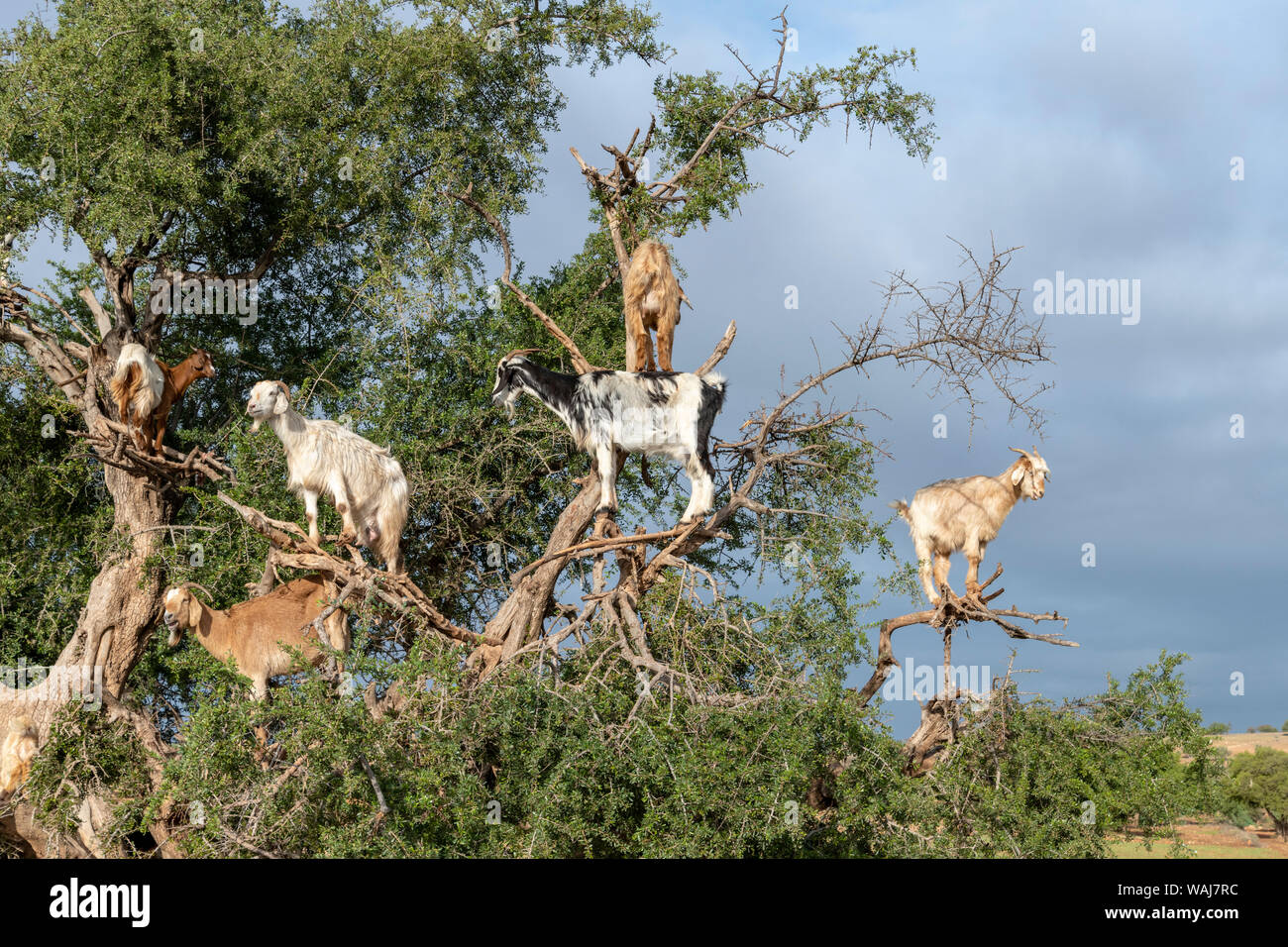 Goats in tree hi-res stock photography and images - Alamy