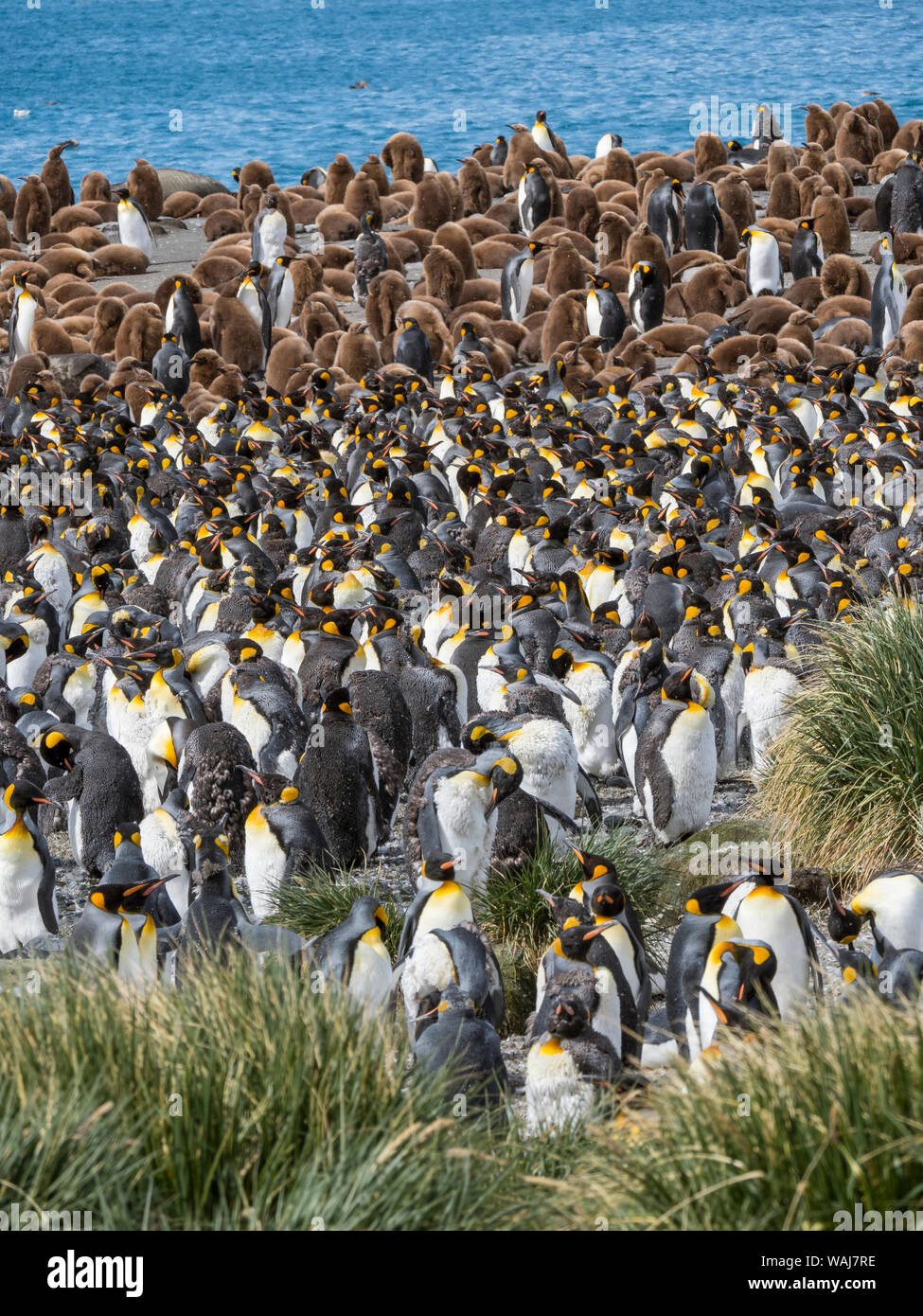 King Penguin (Aptenodytes patagonicus) on the island of South Georgia ...