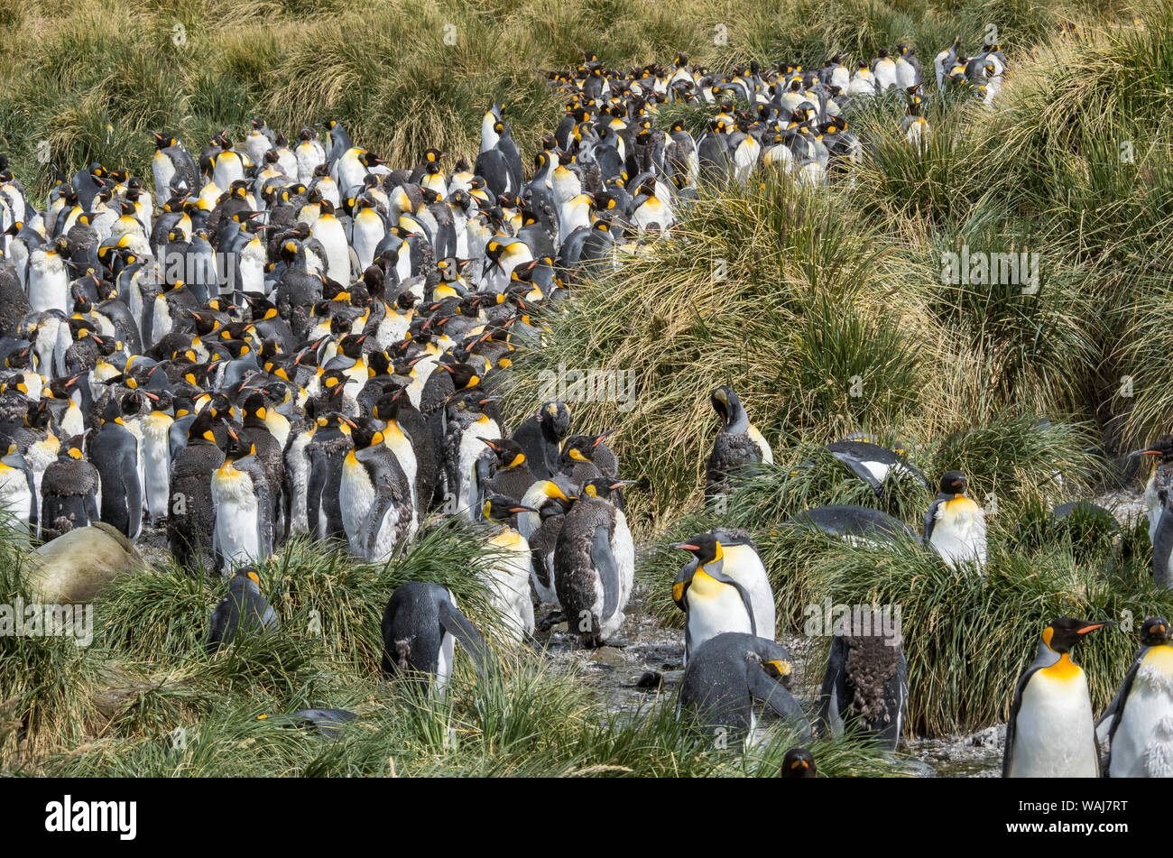 King Penguin (Aptenodytes patagonicus) on the island of South Georgia ...