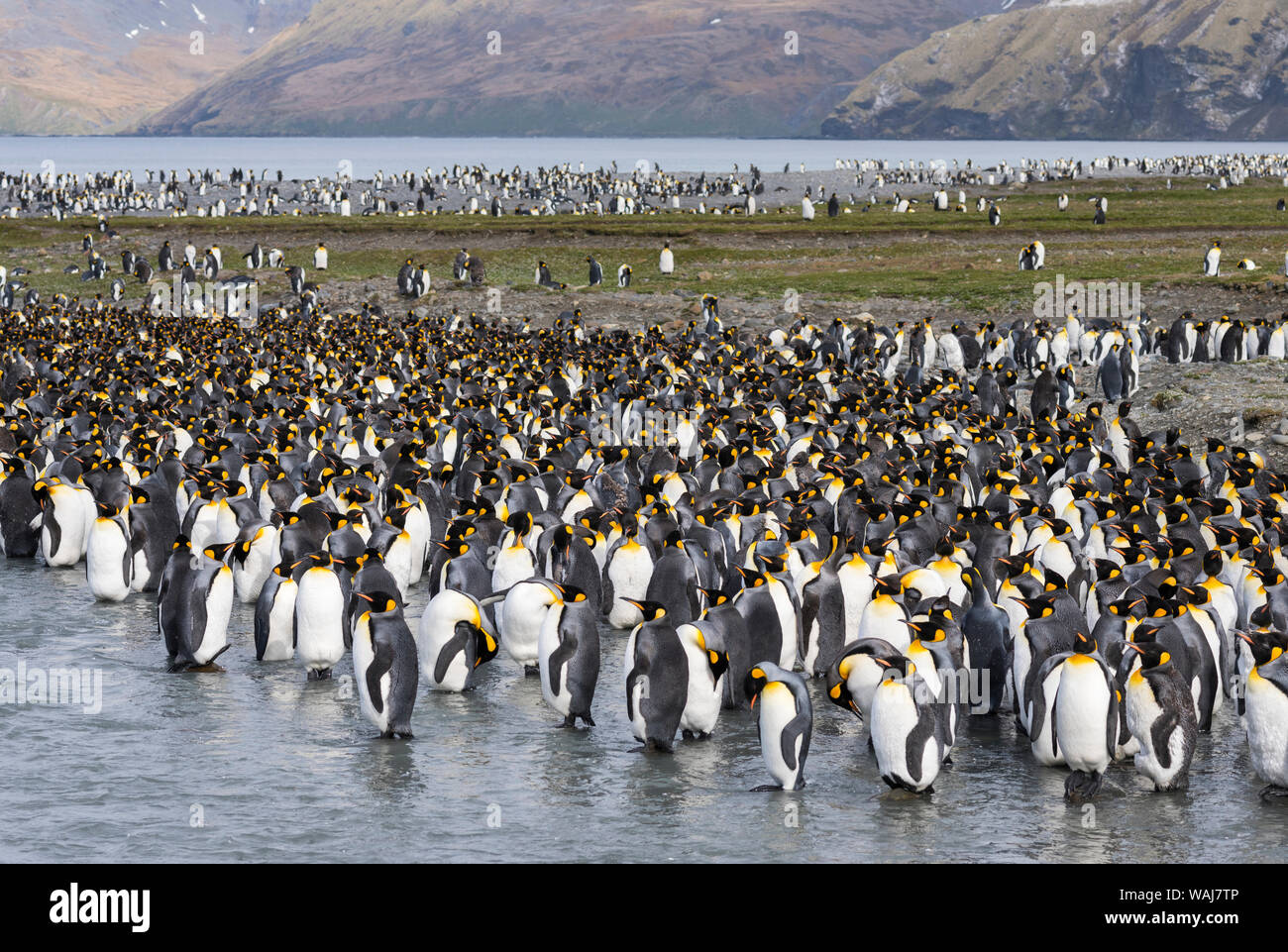King Penguin (Aptenodytes patagonicus) on the island of South Georgia ...