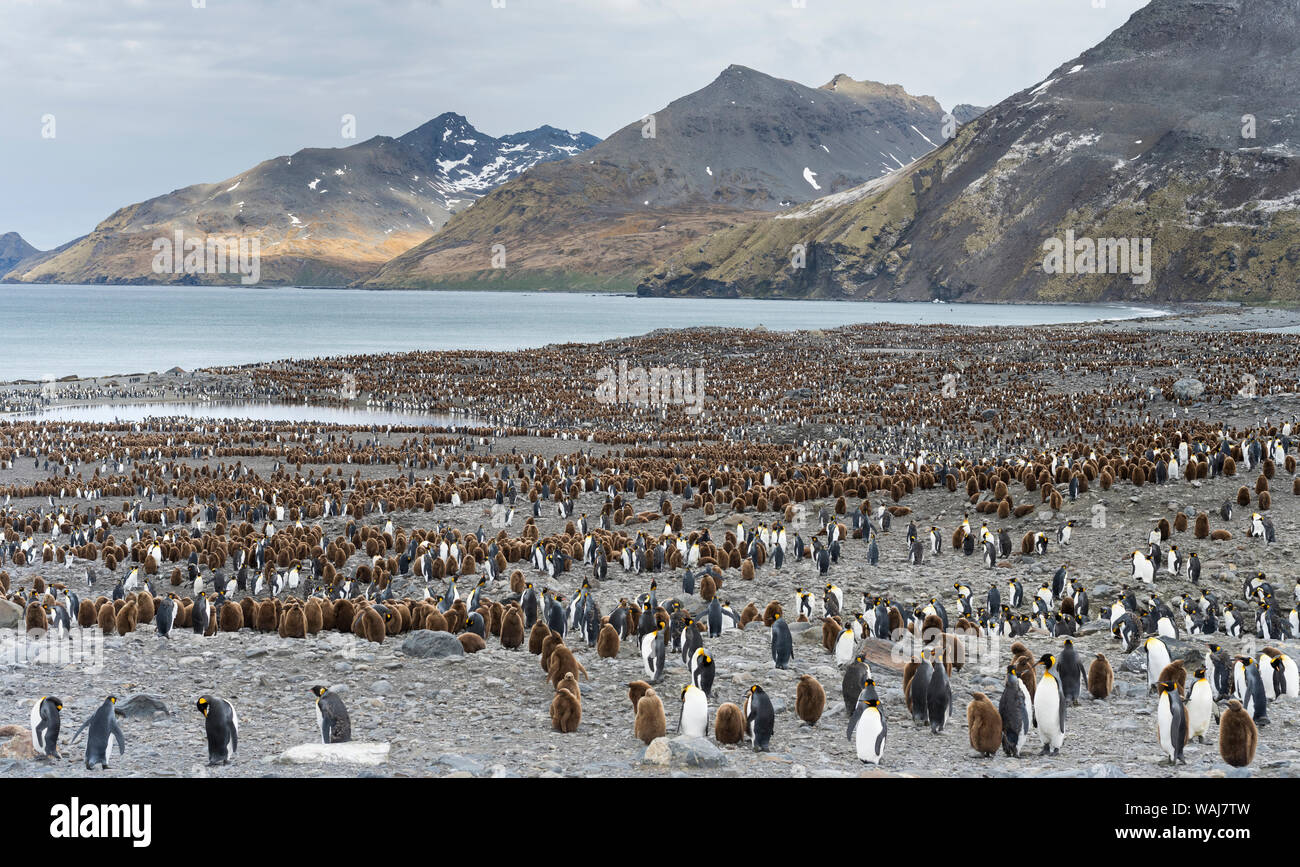 King Penguin (Aptenodytes patagonicus) on the island of South Georgia ...