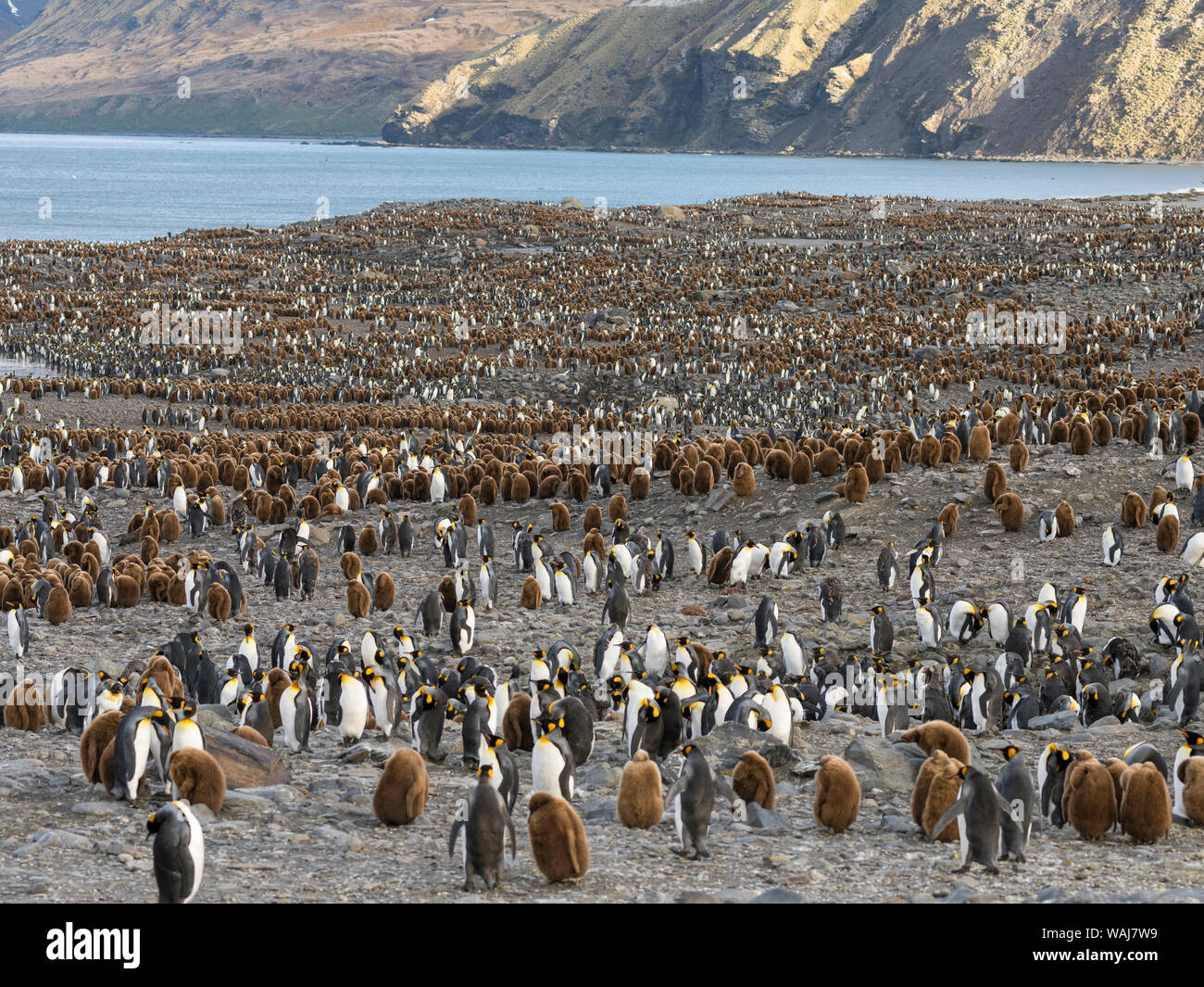 King Penguin (Aptenodytes patagonicus) on the island of South Georgia ...