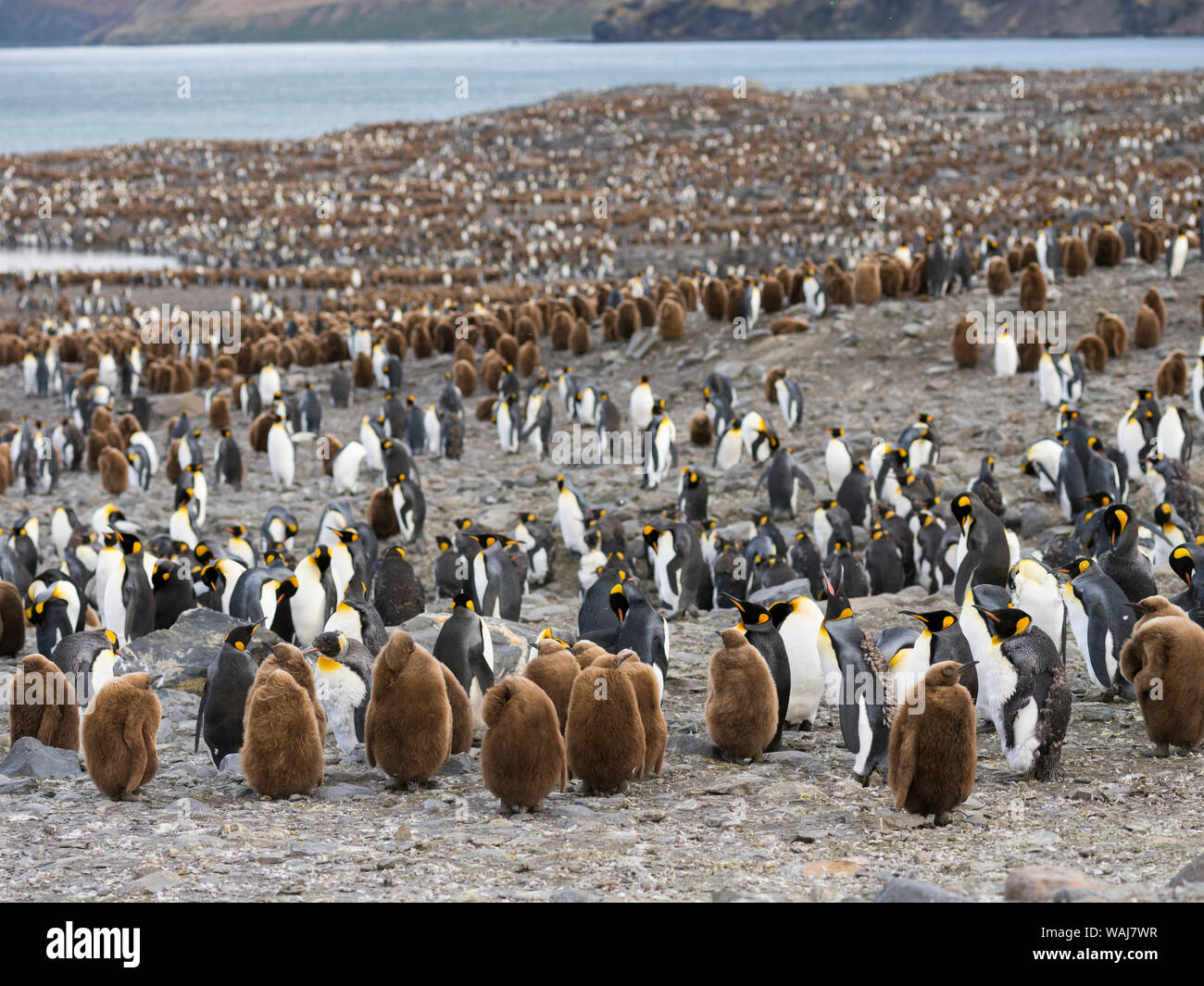 King Penguin (Aptenodytes patagonicus) on the island of South Georgia ...