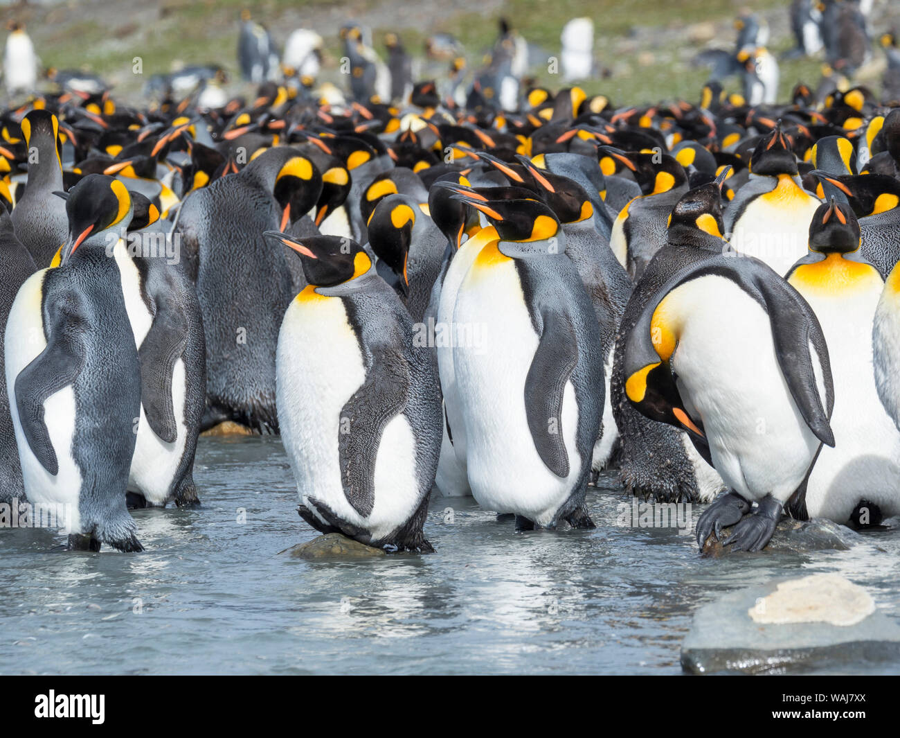 King Penguin (Aptenodytes patagonicus) on the island of South Georgia ...