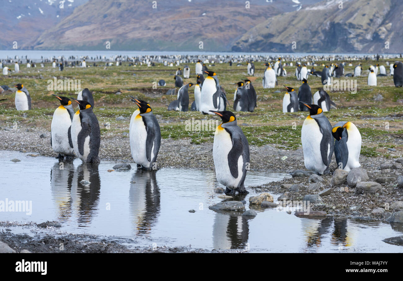 King Penguin (Aptenodytes patagonicus) on the island of South Georgia ...