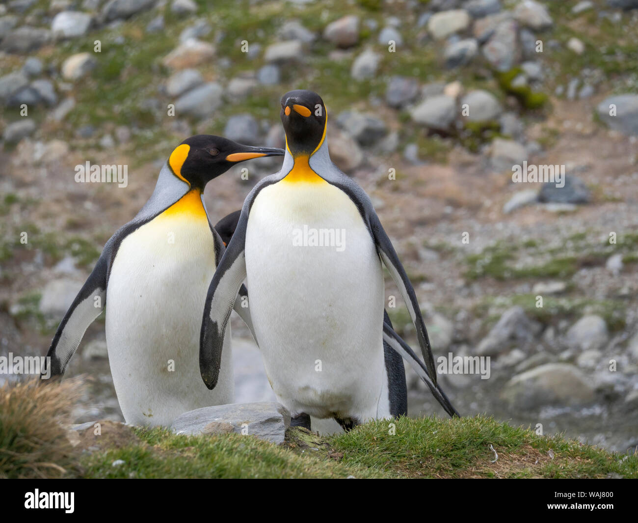 King Penguin (Aptenodytes patagonicus) on the island of South Georgia ...