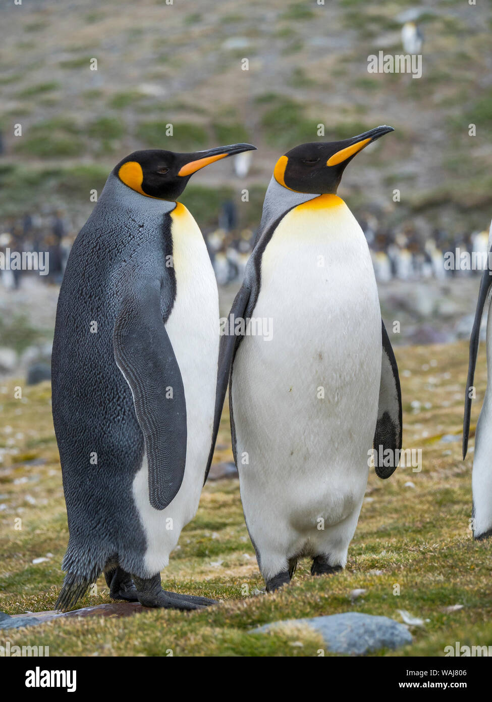 King Penguin (Aptenodytes patagonicus) on the island of South Georgia ...