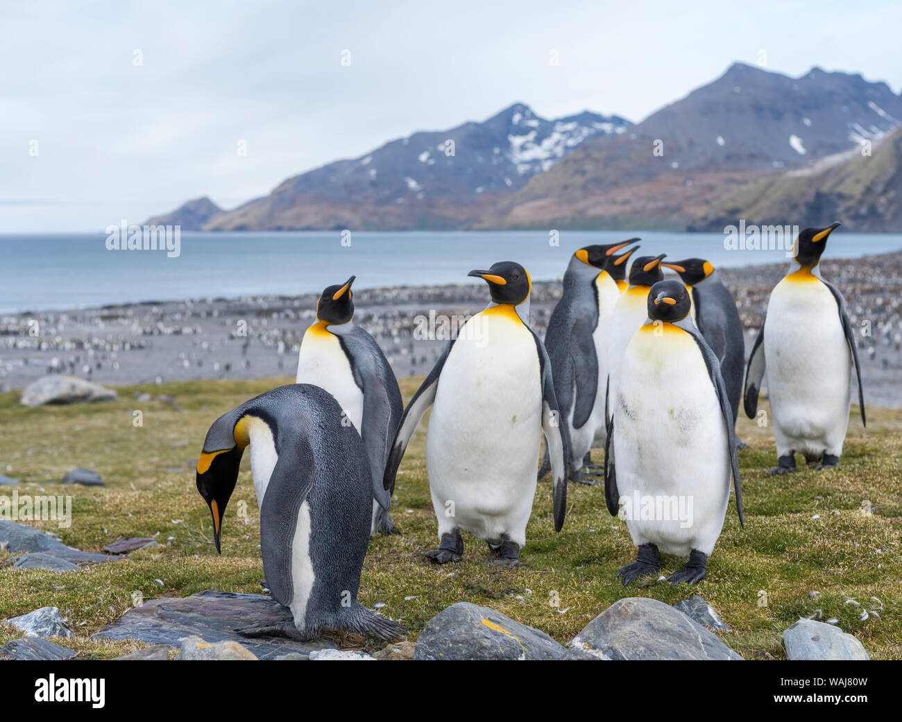 King Penguin (Aptenodytes patagonicus) on the island of South Georgia ...