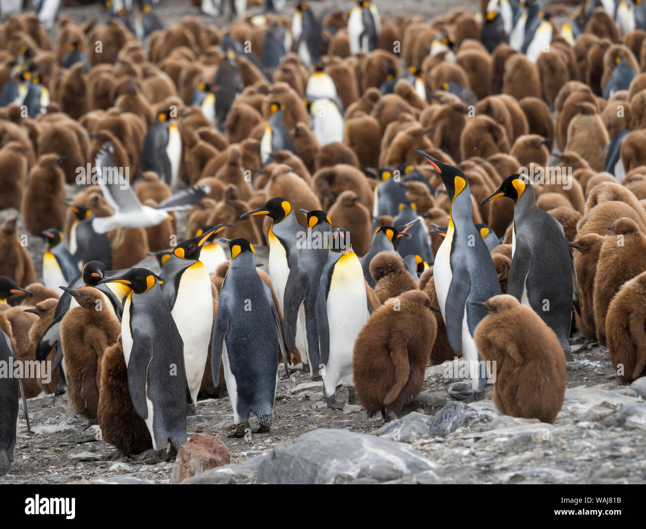 King Penguin (Aptenodytes patagonicus) on the island of South Georgia ...