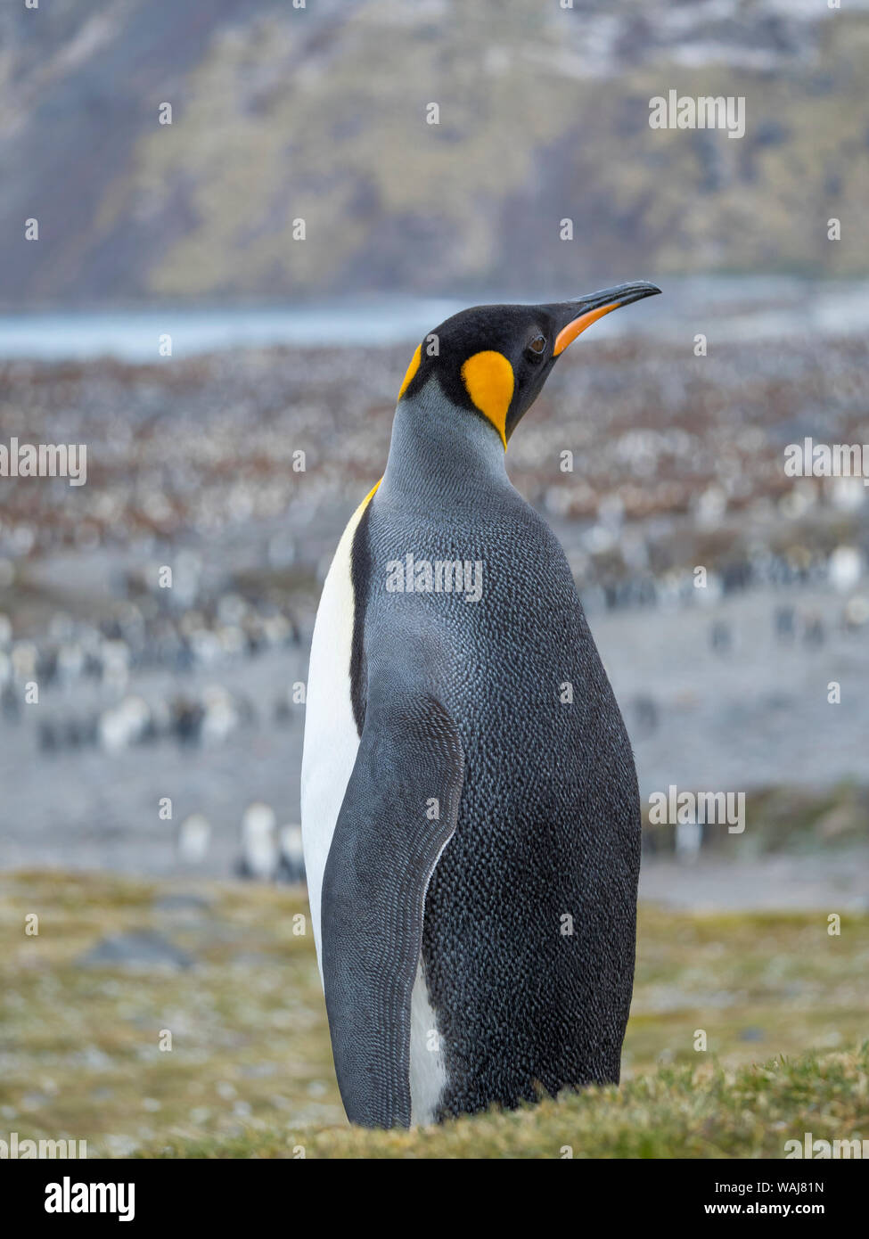 King Penguin (Aptenodytes patagonicus) on the island of South Georgia ...