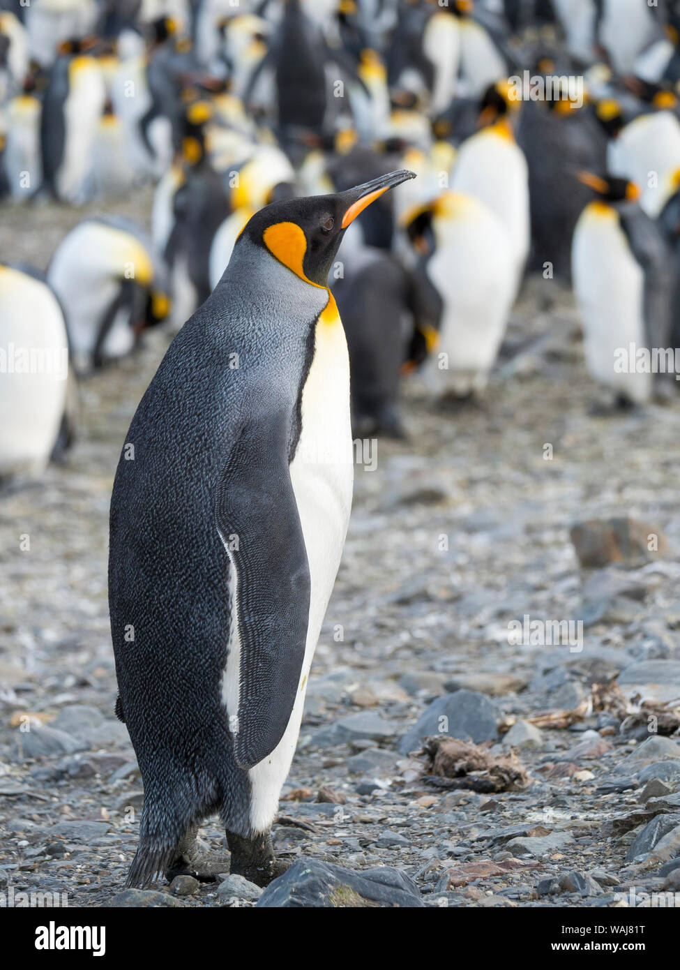 King Penguin (Aptenodytes patagonicus) on the island of South Georgia ...