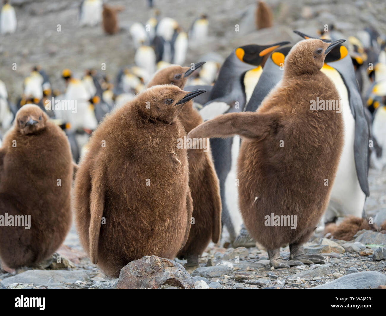 King Penguin (Aptenodytes patagonicus) on the island of South Georgia ...