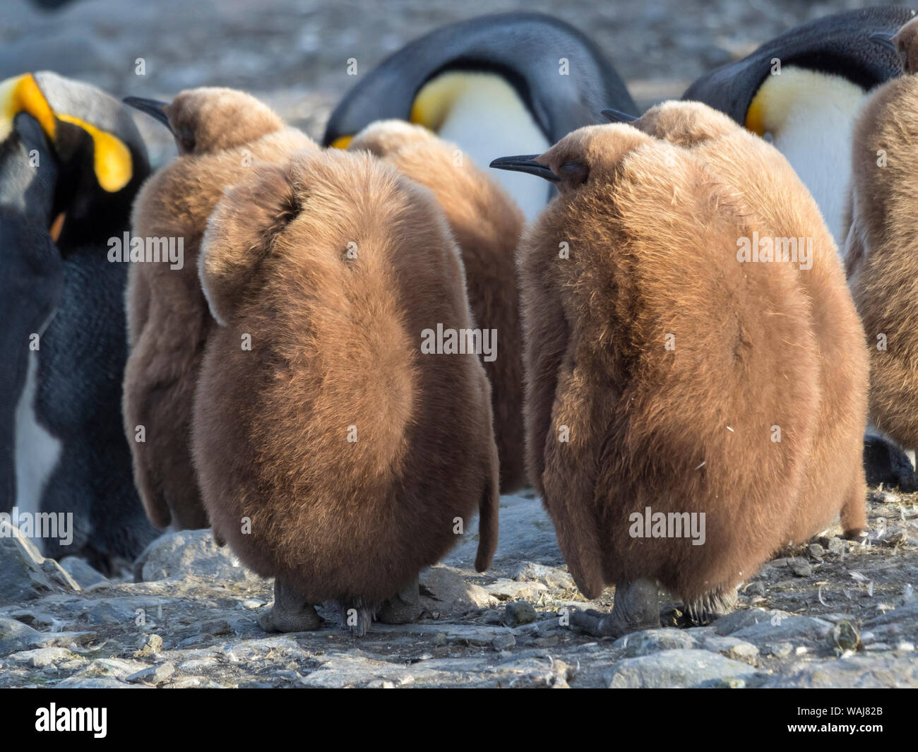 King Penguin (Aptenodytes patagonicus) on the island of South Georgia ...