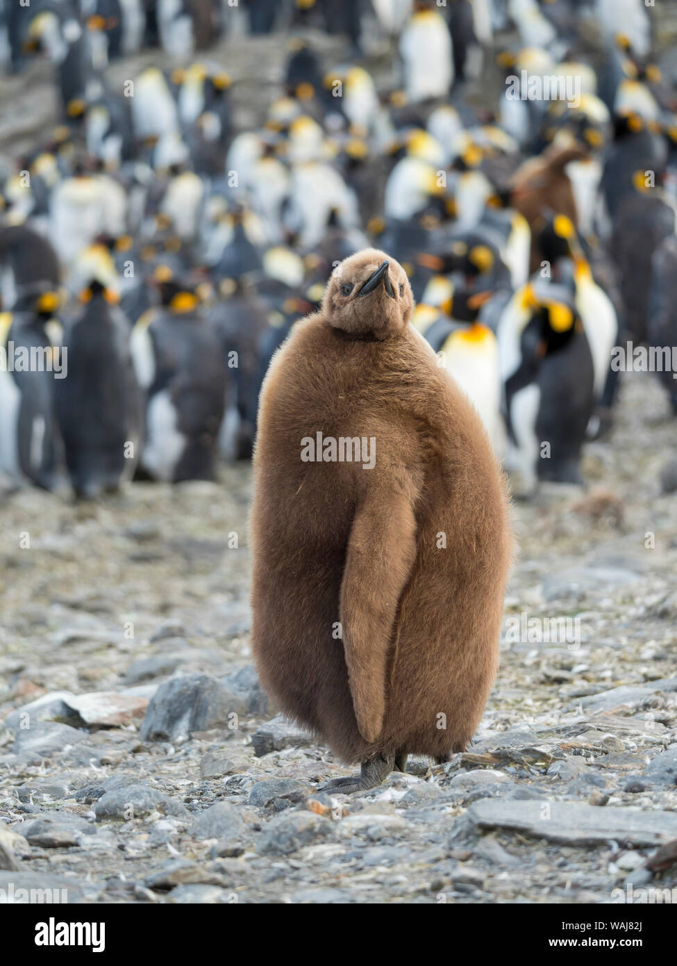 King Penguin (Aptenodytes patagonicus) on the island of South Georgia ...