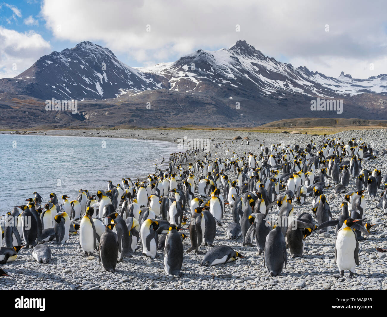 King Penguin (Aptenodytes patagonicus) on the island of South Georgia ...