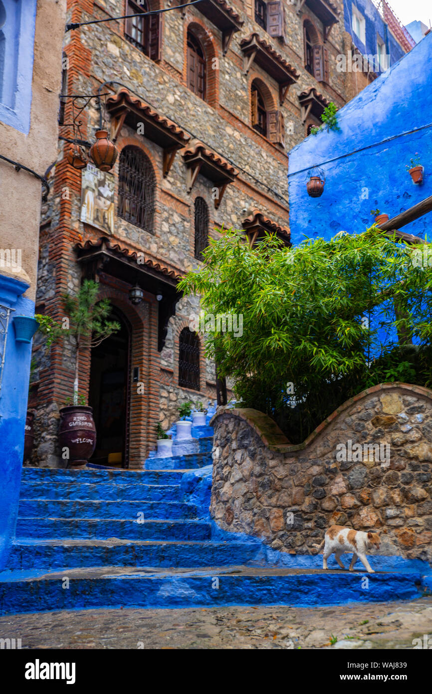 Chefchaouen, Morocco. Cat walking down steps Stock Photo - Alamy