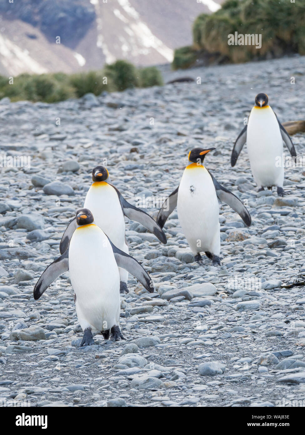 King Penguin (Aptenodytes patagonicus) on the island of South Georgia ...
