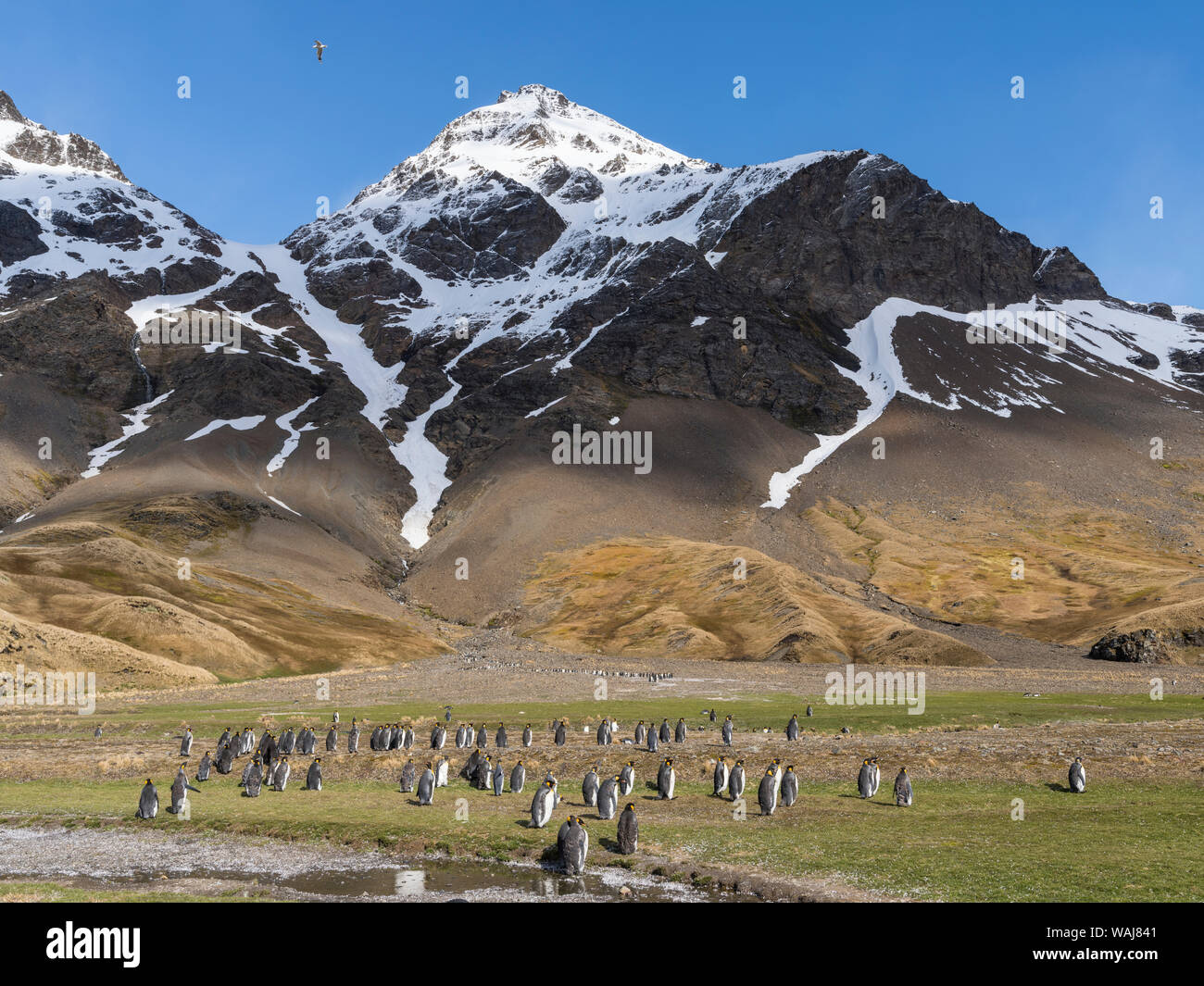 King Penguin (Aptenodytes patagonicus) on the island of South Georgia ...