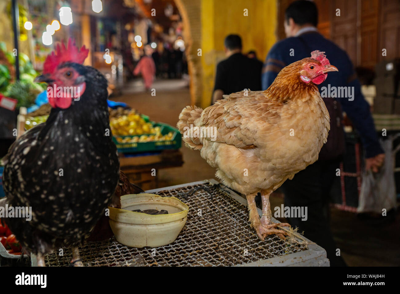 Fez, Morocco. Chickens Stock Photo - Alamy
