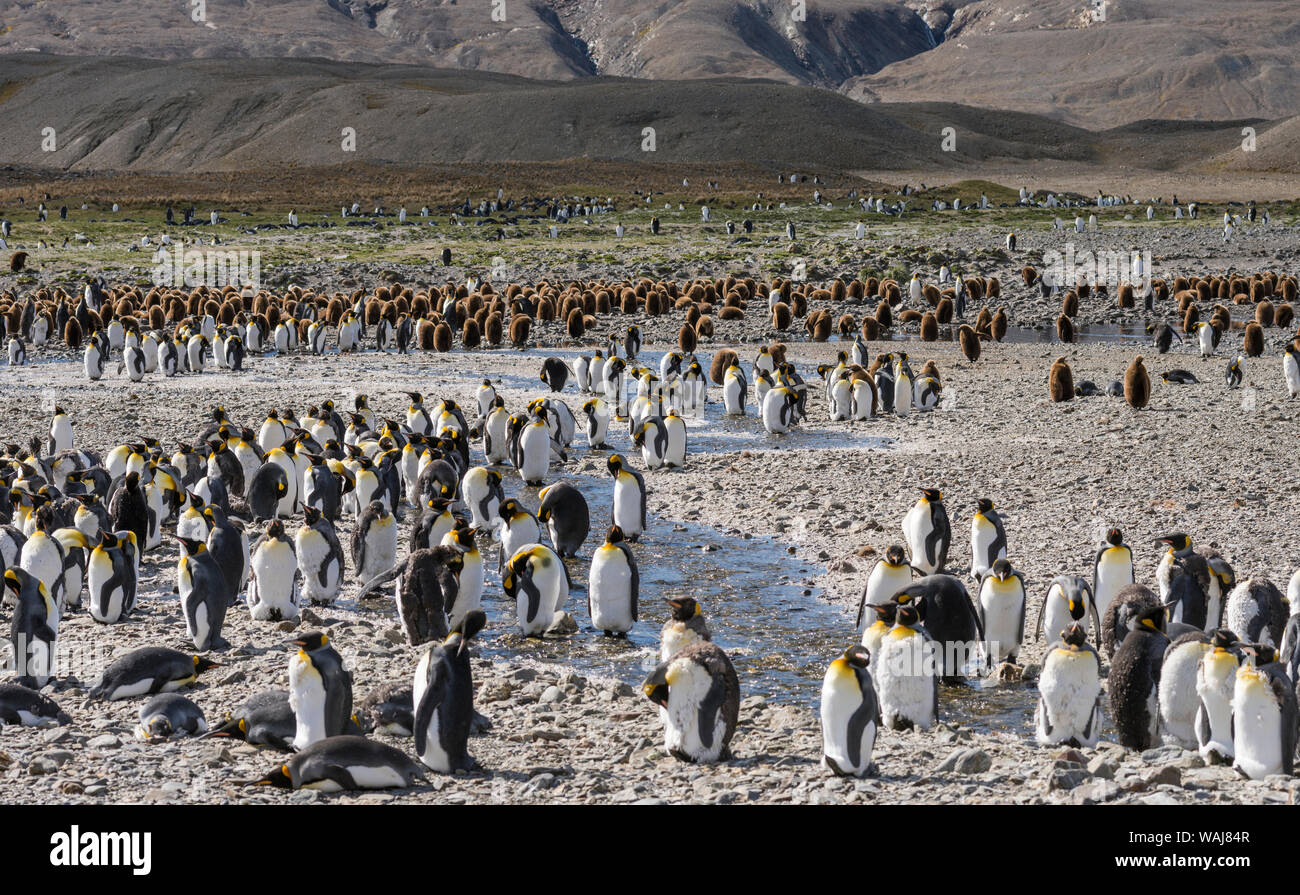 King Penguin (Aptenodytes patagonicus) on the island of South Georgia ...