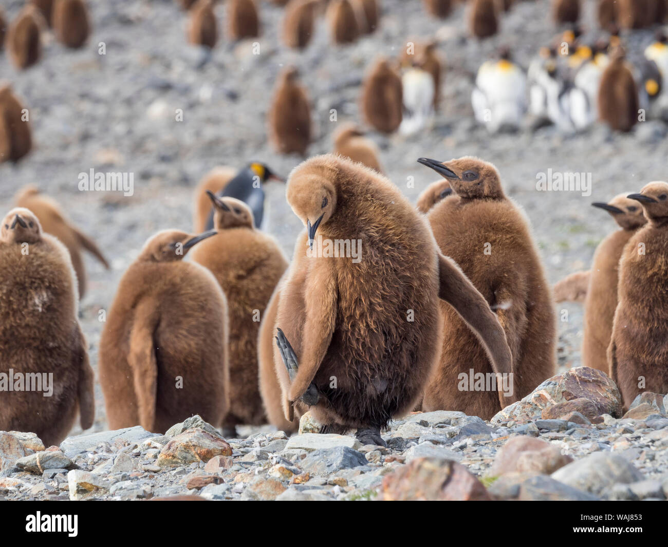 King Penguin (Aptenodytes patagonicus) on the island of South Georgia ...