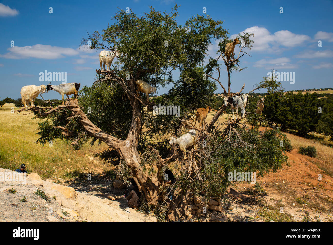 Tamri, Morocco. Cloven-hoofed goats, Argon tree Stock Photo - Alamy