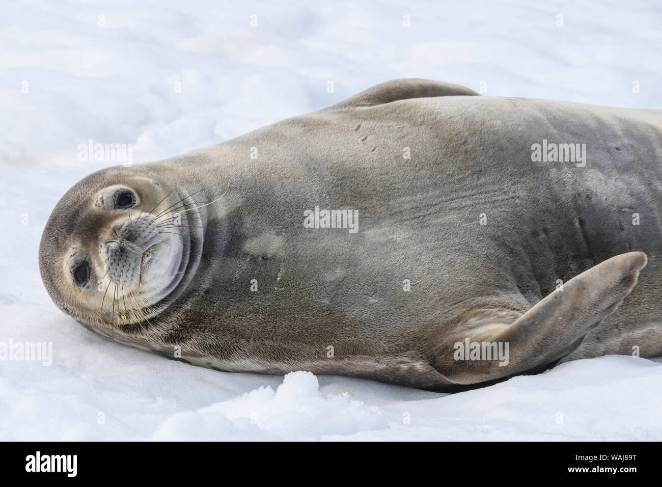 Antarctic Peninsula, Antarctica, Half Moon Island. Weddell seal resting ...