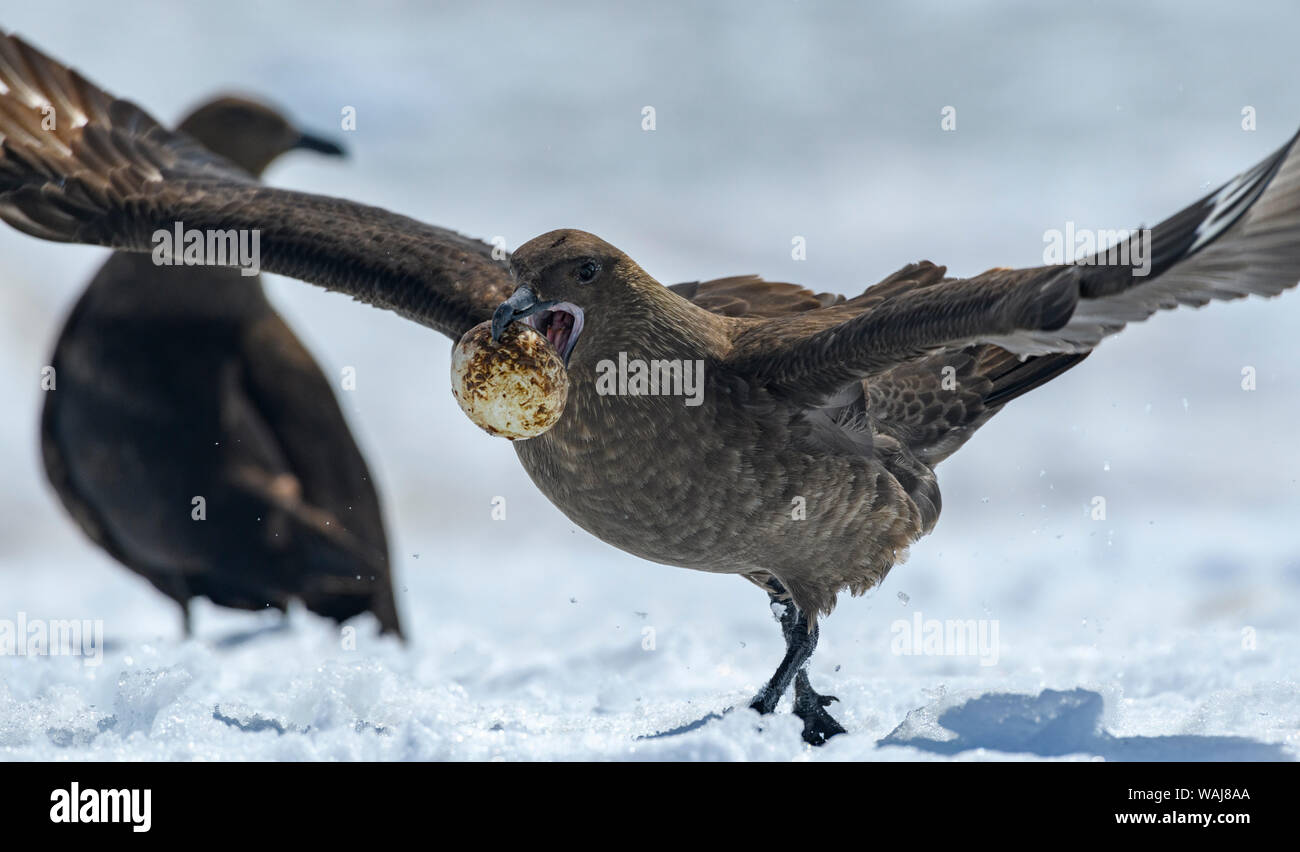 Antarctica, Antarctic Peninsula, Neko Harbour. Brown skua stealing ...
