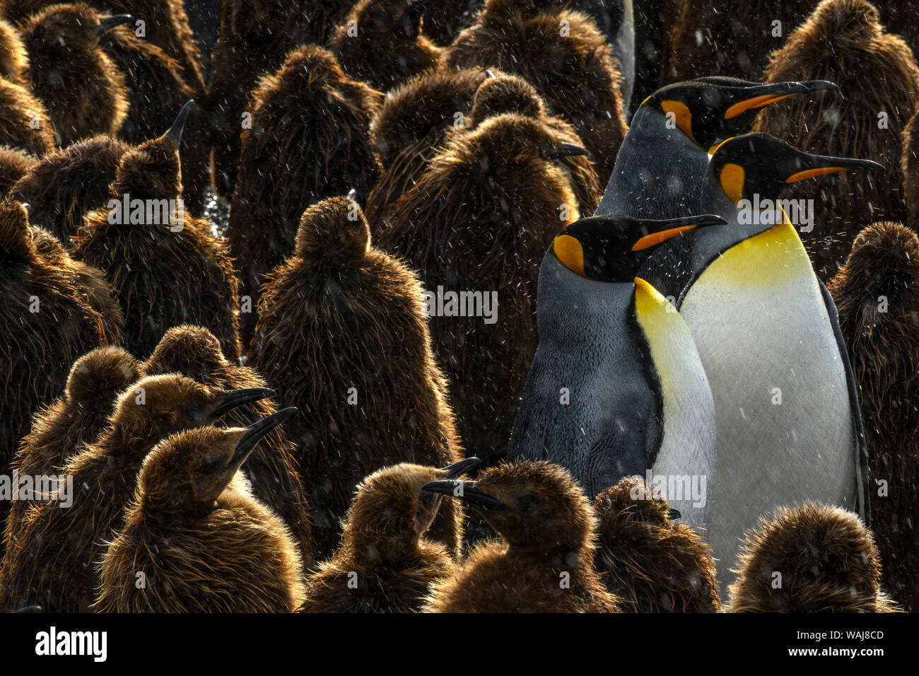 Penguin breeding ground hi-res stock photography and images - Alamy