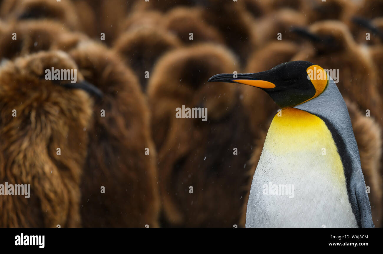 Penguin breeding ground hi-res stock photography and images - Alamy