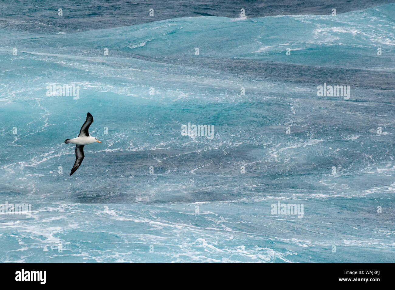 Antarctica, Drake Passage. Black-browed albatross soaring Stock Photo ...