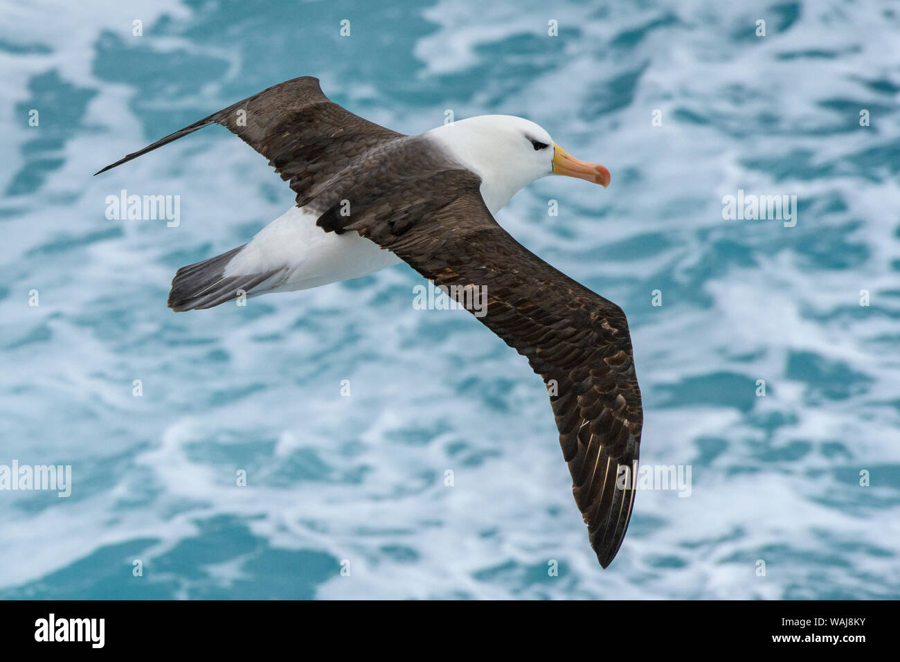 Antarctica, Drake Passage. Black-browed albatross soaring Stock Photo ...