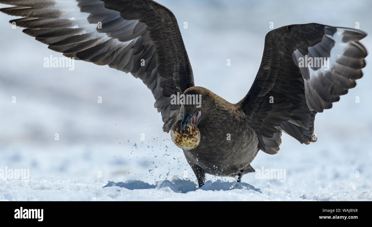 Antarctica, Antarctic Peninsula, Neko Harbour. Brown skua stealing ...