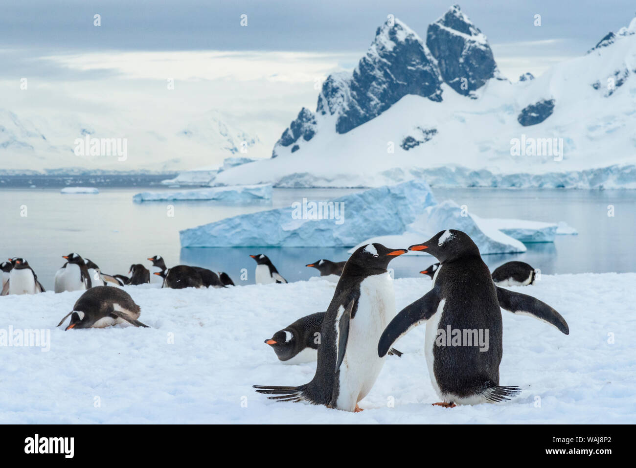 Penguin breeding ground hi-res stock photography and images - Alamy