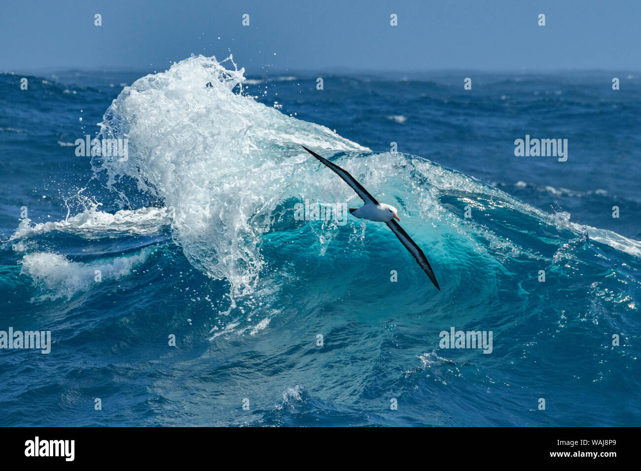 Drake passage antarctica albatross hi-res stock photography and images ...